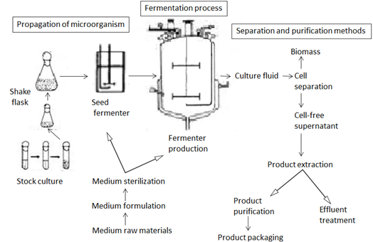 FERMENTATION