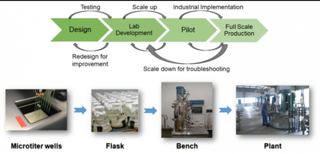 MEDIA FORMULATION and SCALE-UP