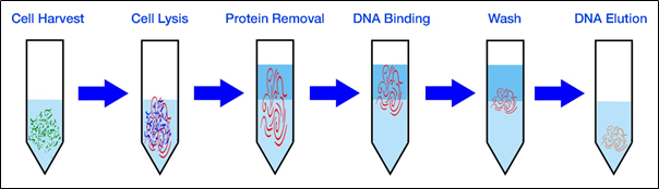 DNA ISOLATION FROM BACTERIA