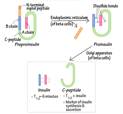 HUMAN INSULIN PRODUCTION