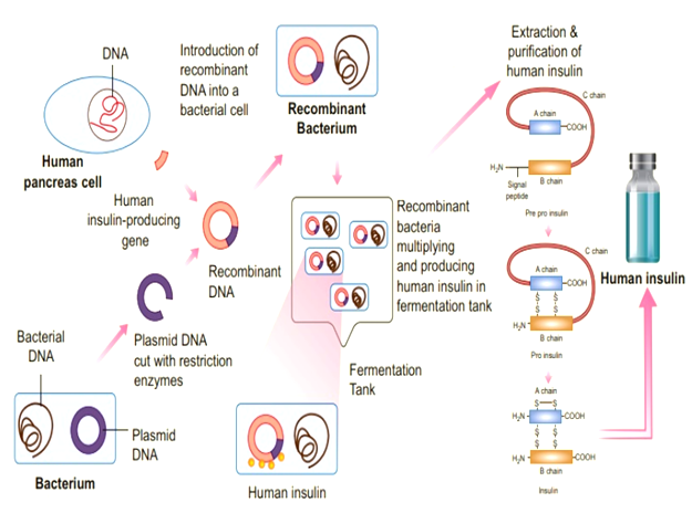 HUMAN INSULIN PRODUCTION