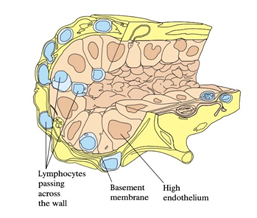 EXTRAVASATION OF LYMPHOCYTES
